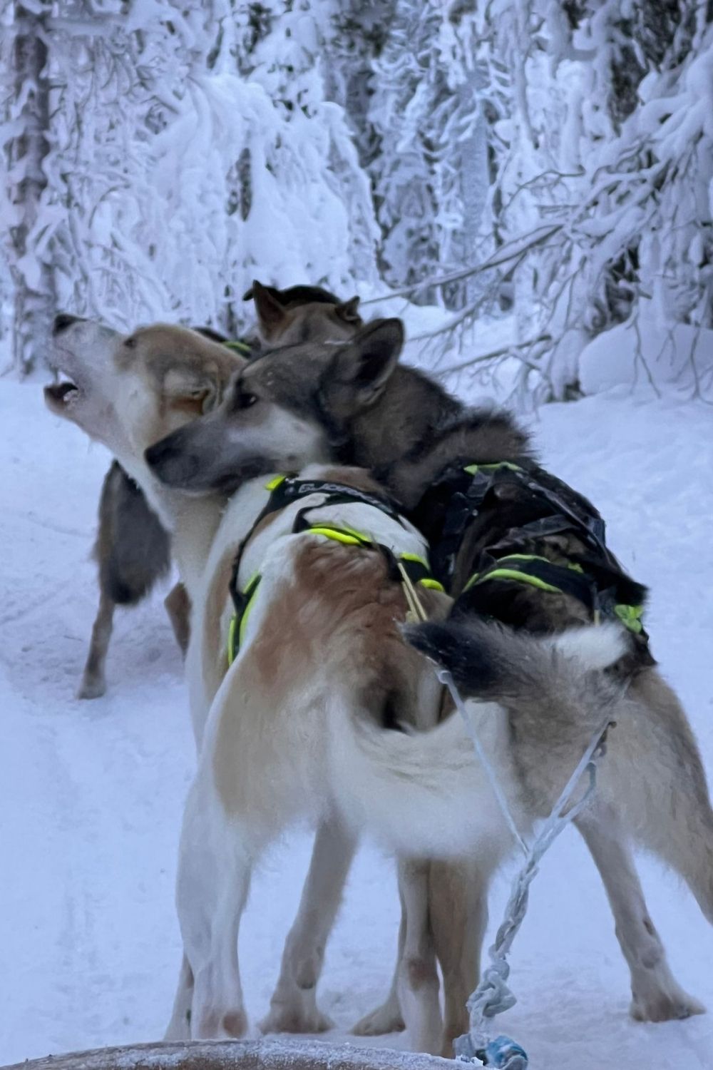 Husky Safari in Lapland: What To Expect And Top Tips!