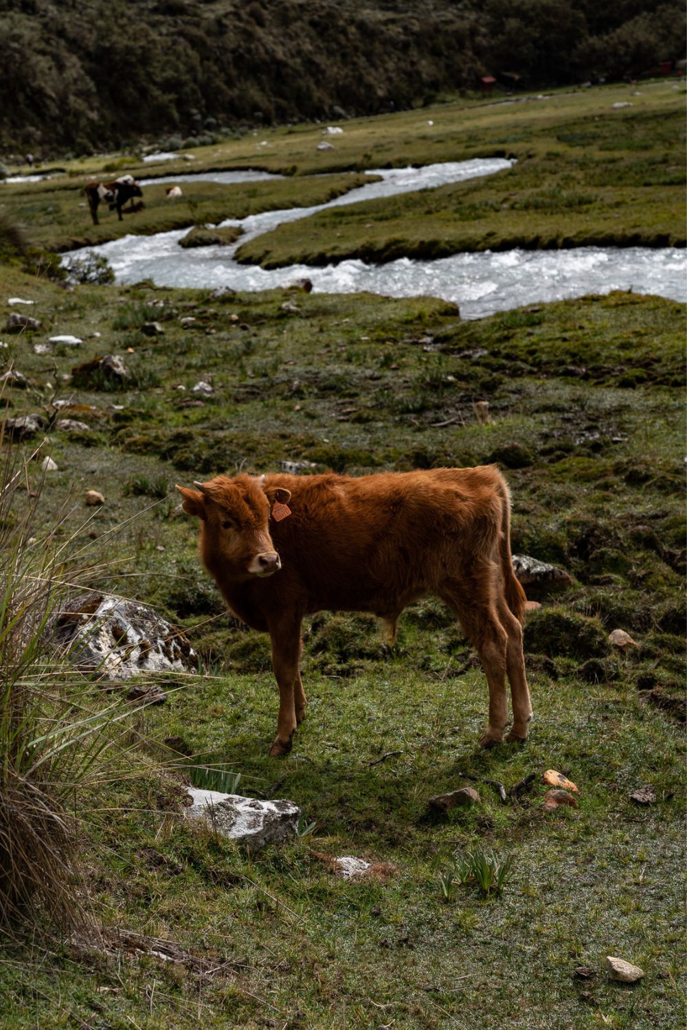 Laguna 69, Peru: How To Visit [Tour & Independent Day Trip]