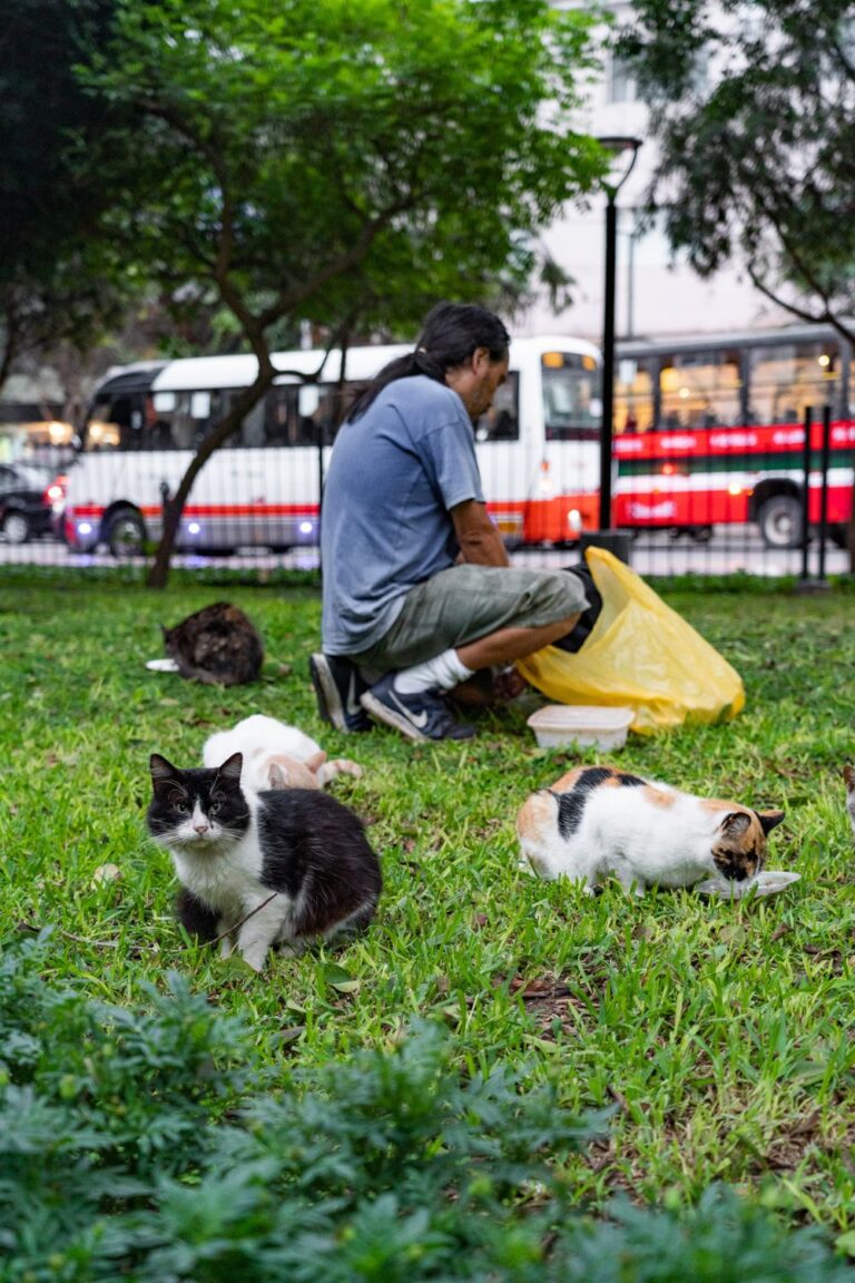 Miraflores Peru: A Guide to Lima's Tourist District From a Local