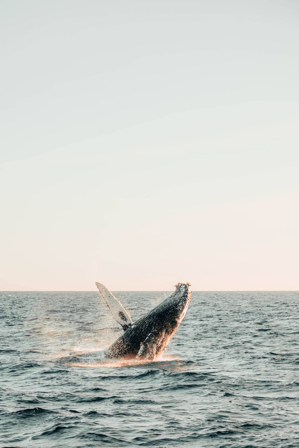 Cabo San Lucas Itinerary: 3, 4, 5, 6 or 7 Days of EPIC Adventures