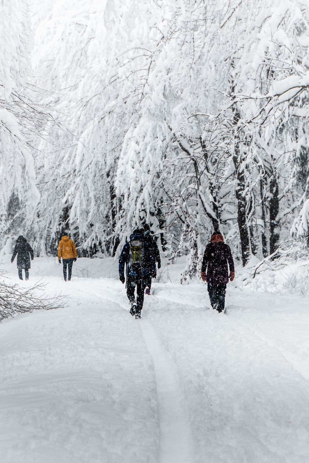 Interlaken in Winter: 24 Things to Do in Switzerland’s Magical Town